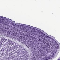 BrainMaps.org - Interactive Brain Atlas, Neuroanatomy, Brain Mapping